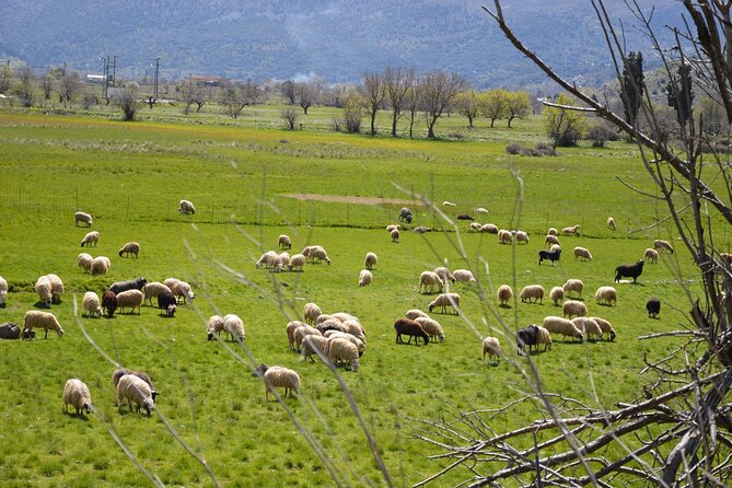 Premium off road tour to Lasithi Plateau & Olive Oil Tasting - Who Will Love This Tour?