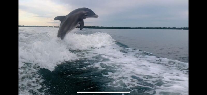 Private 2 Hour Dolphin & Eco Tour Marco Island, FL - The Experience: What It Feels Like