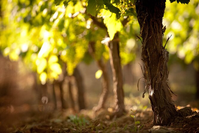 Private Cretan Gastronomic experience Winery visit with Tastings & Cooking Class - Who Will Love This Tour?