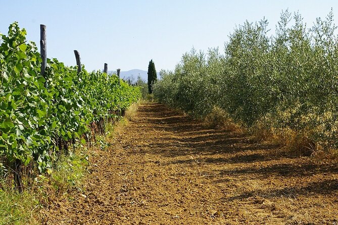 Private tasting of organic wines in the cellar in Arezzo - FAQs