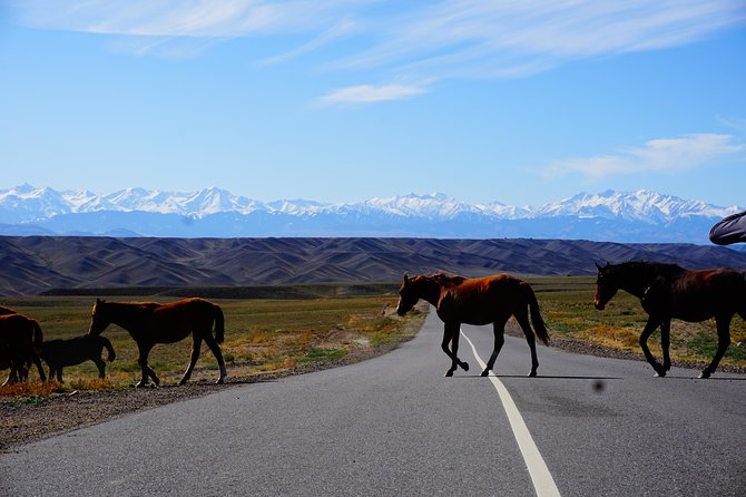 Private tour from Almaty Charyn canyon on Comfortable SUV - FAQ