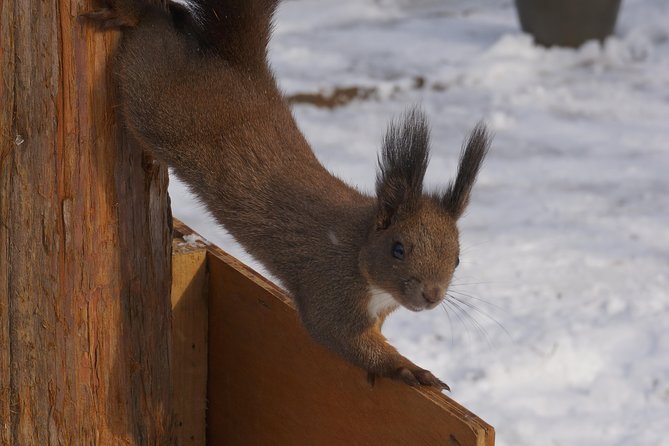 Private Tour: Nami Island& (Alpaca World 'or' Morning Calm)&Lunch - Final Thoughts