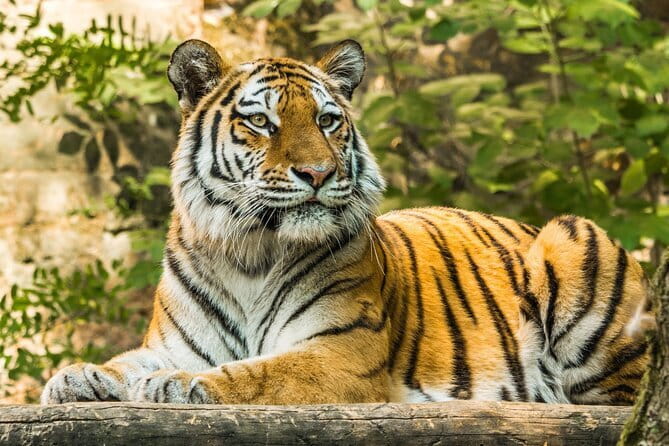 Ranthambore - Sharing Tiger Safari In Canter Or Gypsy Vehicle - Authentic Experiences and Real-World Tips