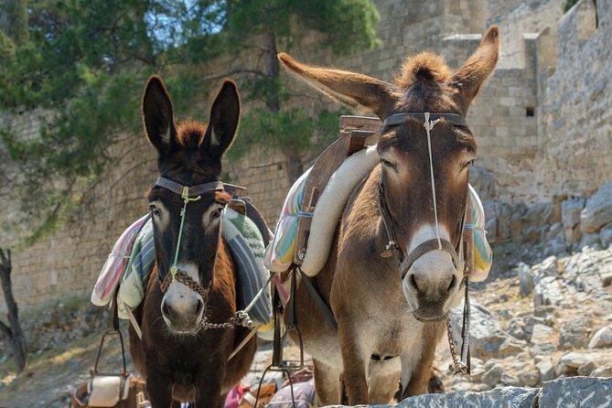 Rhodes Explorer Self-Drive Expedition and Culinary Odyssey - FAQ