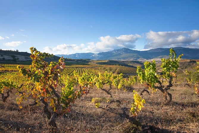 Rioja Wine Tour: Winery & Traditional Lunch From Pamplona - Final Thoughts