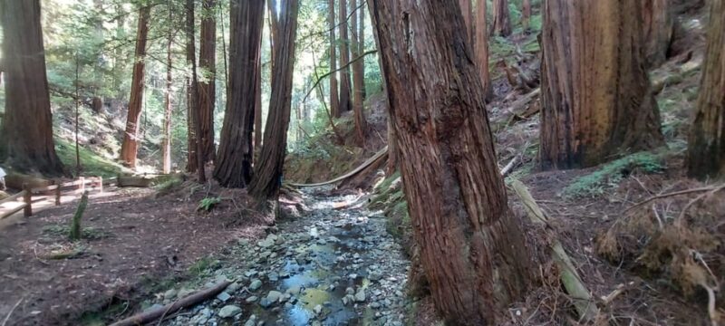 San Francisco: Muir Woods, Sausalito, & Alcatraz Night Tour - FAQ