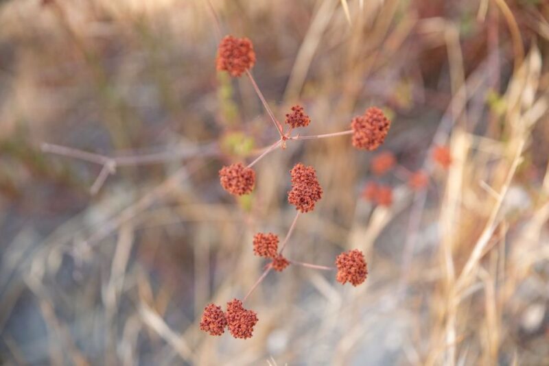 San Luis Obispo: Margarita Ranch Foraging Tour - Final Thoughts