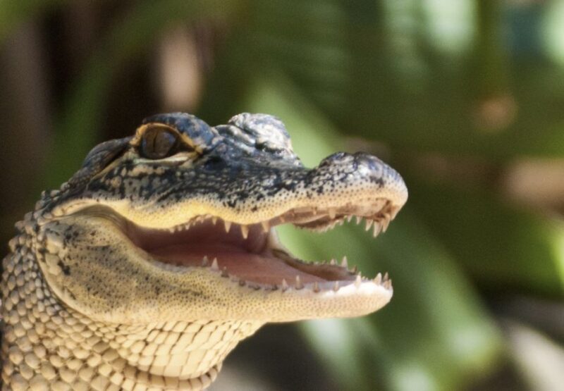 Sawgrass Park: Private 1-Hour Airboat Adventure Tour - Accessibility and Practical Tips