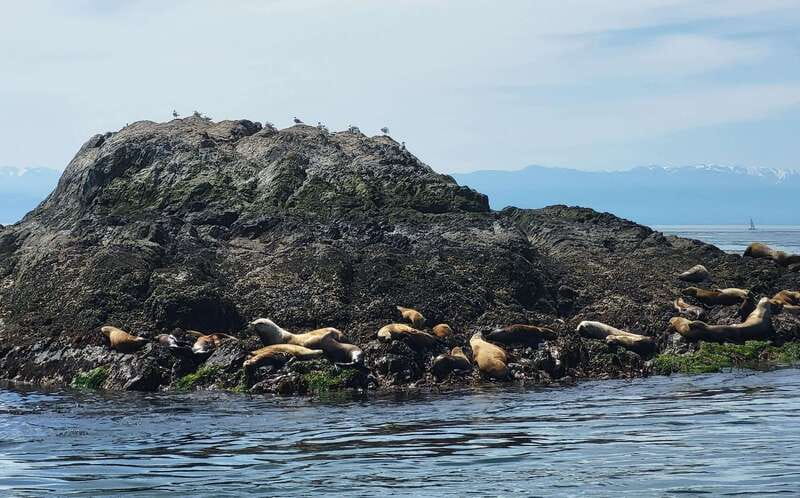 Seattle: Whidbey Island Deception Pass + Winter Birding Trip - Frequently Asked Questions