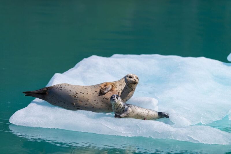 Seward: Kenai Fjords National Park Catamaran Cruise w/Lunch - Frequently Asked Questions