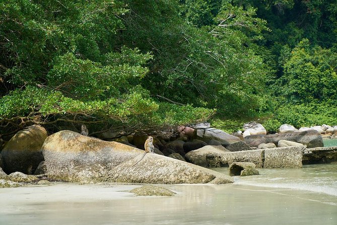 Silver Leaf Monkeys and Firefly Tour with Boat Ride and Seafood Dinner - Practical Details and Tips