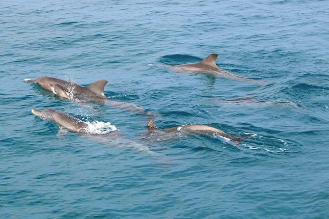 Similan Islands Snorkeling Tour By Speed Catamaran From Khao Lak - FAQ