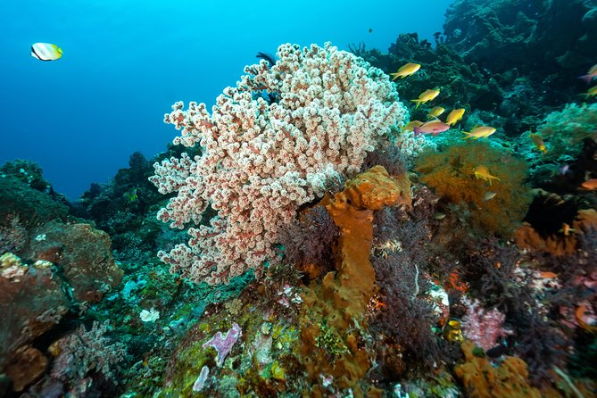 Snorkeling in Menjangan Marine Park - Discover abundant marine life of Pemuteran - The Sum Up