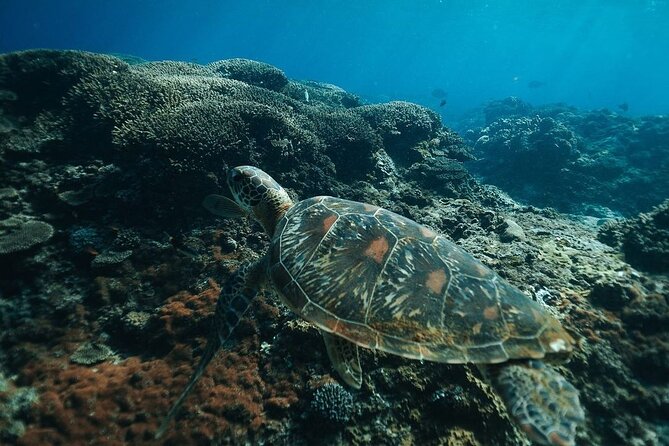 Snorkeling Manta Rays and Land Tour Nusa Penida  All-Included - Lunch Break at TA Restaurant