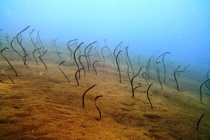 Snorkeling Package at Tulamben Liberty Shipwreck - Final The Sum Up