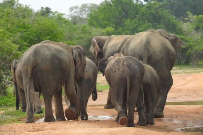 Special leopards safari Yala National park - 04.30 am to 11.30 am - FAQ