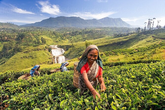 Sri Lanka; Professional Chauffeur Guide With Modern Vehicles - Why This Tour Represents Good Value