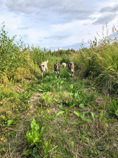Summer Sled Dog Kennel Tour - The Value of the Experience