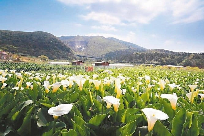 Taiwan TST : Private Tour Taipei, Yangmingshan, Beitou, Tamsui - Frequently Asked Questions