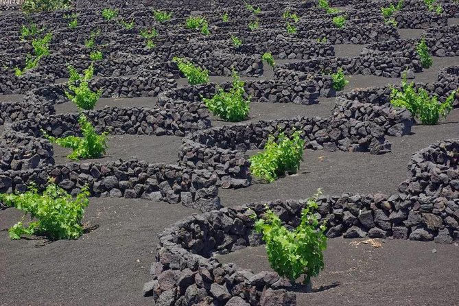 Tour Lanzarote South with Winery Visit - FAQ