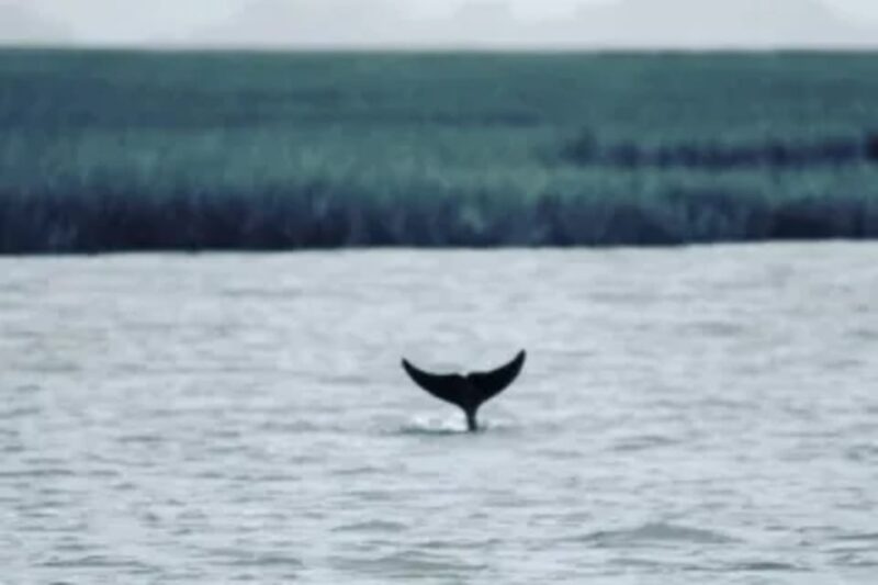 Tybee Island: Tiki Boat Sightseeing Cruise - The Social and Fun Aspect