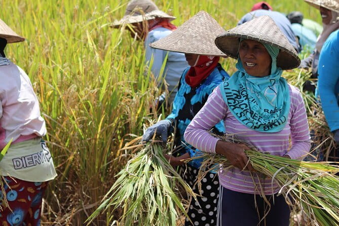Ubud Waterfalls, Rice Terrace and Jungle Swing Tour - Our Honest Take