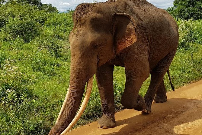 Udawalawa National Park half day Safari - FAQs