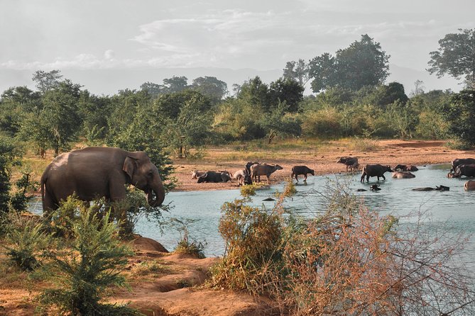 Udawalawe National Park Safari from Mirissa - The Value of Wildlife Encounters