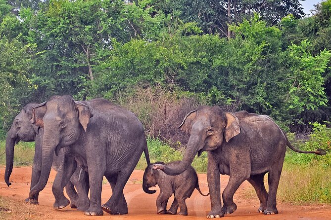 Udawalawe National Park Safari from Weligama - Authentic Reviews: What Travelers Say