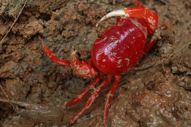 Vam Sat Mangrove Forest - VIP Private Tour from Ho Chi Minh City - FAQs