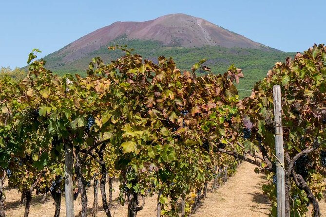 Visit of Pompei and Wine Tasting with Lunch from Amalfi - Who Will Love This Tour?