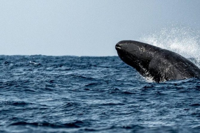 Whales and Dolphins Watching Mirissa - Authentic Experiences Based on Reviews