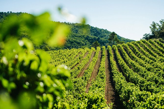 Wine Tasting, Cannes, Coco Chanel, Perfume Factory & Grasse - Who Will Love This Tour?