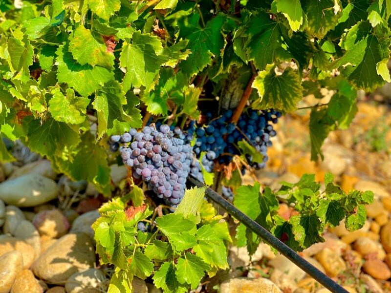 Wine Tour: On the Way to Chateauneuf du Pape - The Sum Up