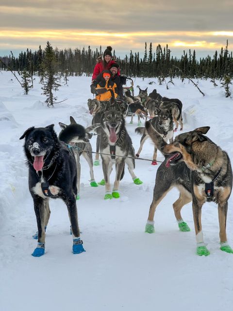 Winter Dog Sled Tour Day or Night Mush! - The Sum Up