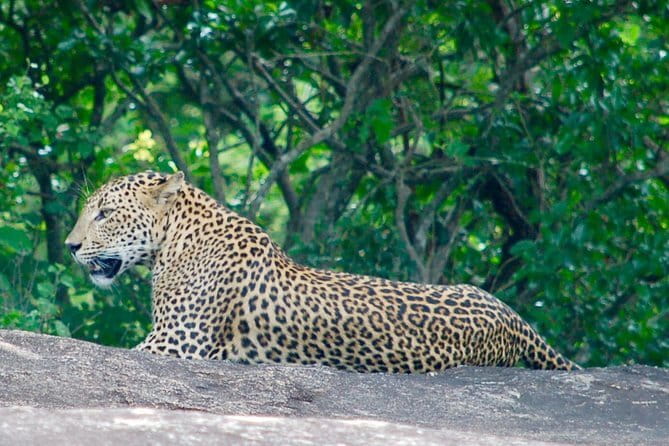 Yala Camping by Ajith Safari All Inclusive - Final Thoughts: Who Is This Tour Best For?