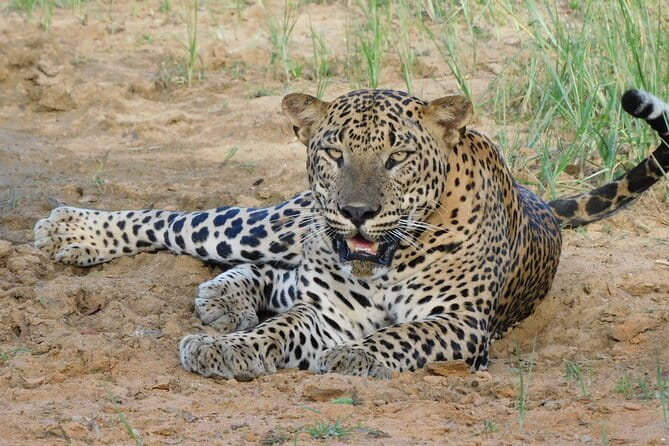 Yala National Park Safari from Hambantota Seaport - FAQ Section