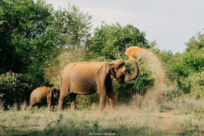 Yala National Park Safari : Special Guided Tour - The Sum Up