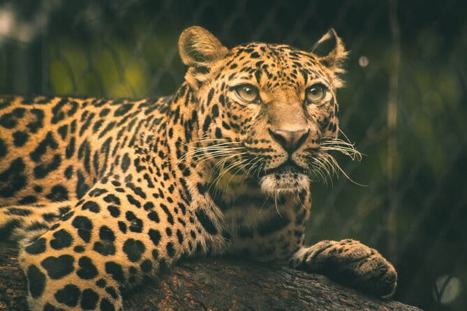 Yala National Park Safari Tours From Hambantota port - Final Thoughts: Who Will Love This Safari?