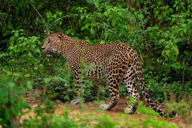Yala National Park special Half-Day & Full-Day Safari Adventure - The Sum Up