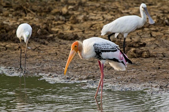 Yala Safari from Hambantota Port by BTM - Private & All Inclusive - FAQ