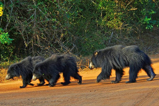 Yala Safari Private Day Trip with Return Transport -All Inclusive - The Sum Up