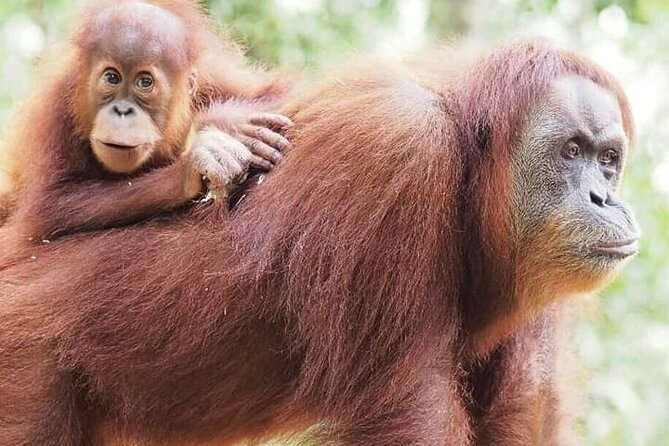5 Day's 4 Night's jungle Tour trekking in Bukit Lawang - Exploring the 5-Day Jungle Trek in Bukit Lawang: A Genuine Adventure
