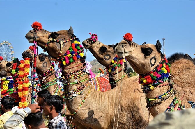 5 Days Golden Triangle With Ranthambore Wildlife - FAQ