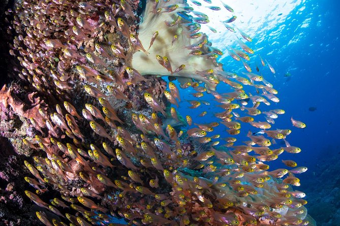 Advanced Open Water Course in Pemuteran - Certification in Bali (Menjangan park) - The Sum Up