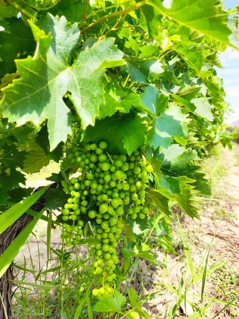 Alicante: Countryside Wine Tour with 4 Tastings - Final Thoughts