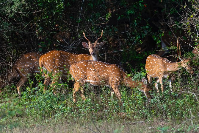 All Inclusive Yala National Park Jeep Safari from Colombo - FAQ