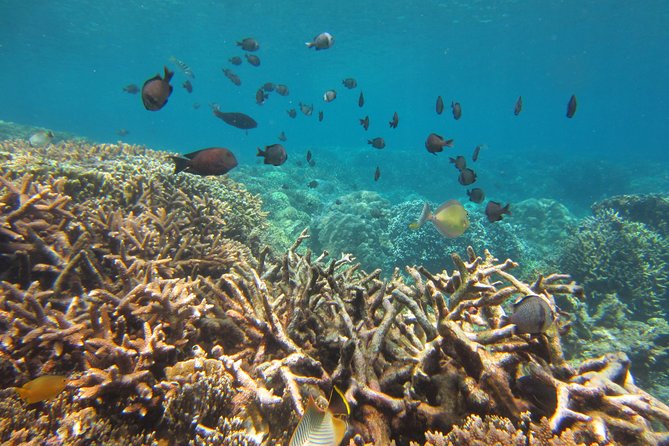 Amazing Snorkeling at Mun Island ( Group Tour ) - Who Should Consider This Tour?