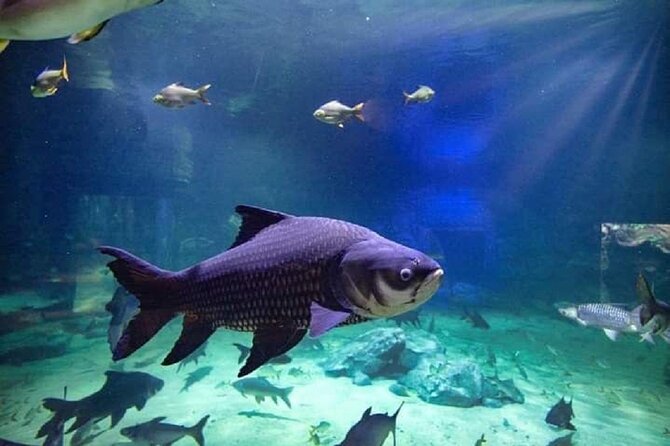 Angkor Wildlife & Aquarium Halfday tour - Final Thoughts