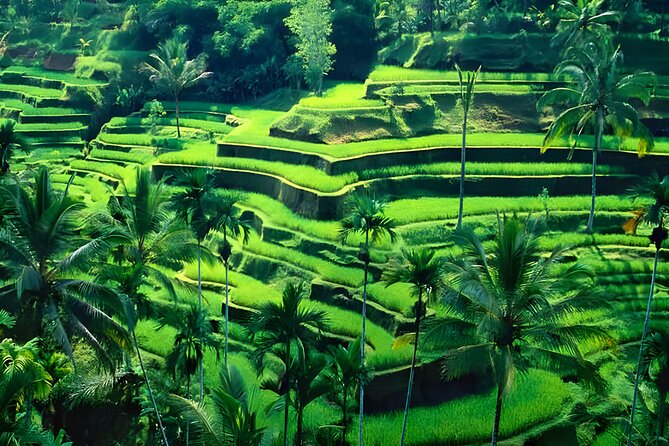 Bali ATV Ride And Ubud Tour Packages : Best Quad Bike Trip - Reviews and Authentic Feedback